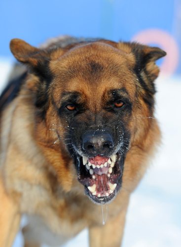 Dr. Polsky's remarks about fatal dog attack in FL by pack of dogs - Dog ...