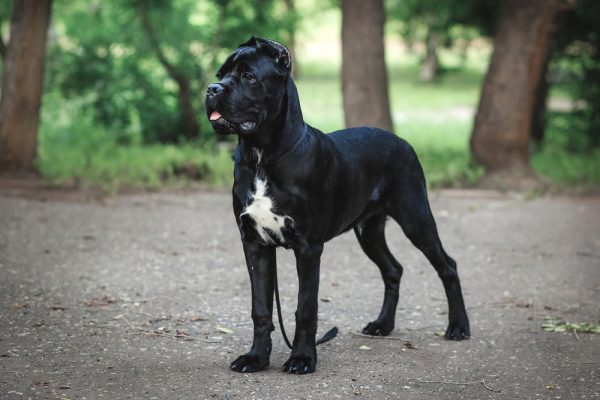 Cane Corso fatal dog attack in New York