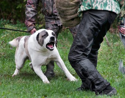 Dog Bite Provocation: Was the dog provoked?