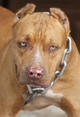 Do pit bulls inflict severe dog bite injury at high rates? - Dog Expert