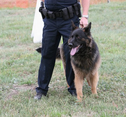 Information about excessive force caused by police K-9s | Resources