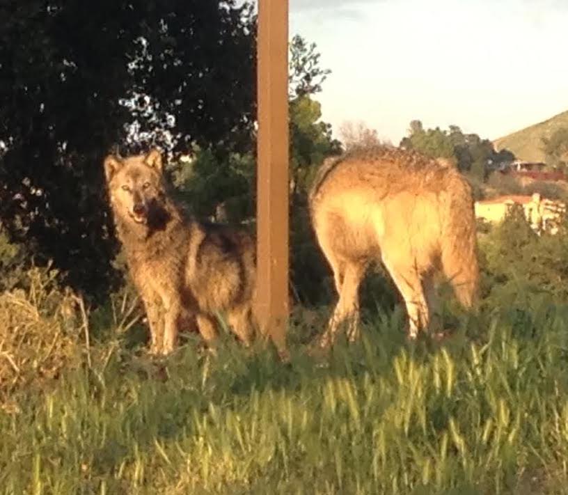 Fatal Wolf Attack on Human in Alaska | Dog Expert Witness