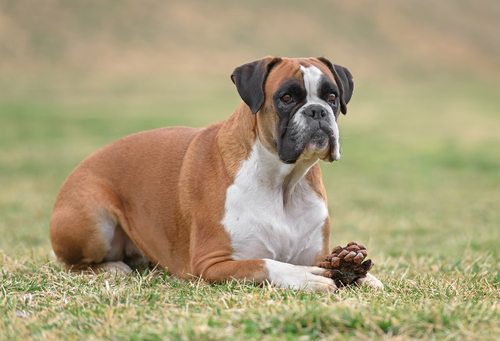 Fatal dog bite by Boxer in South Carolina | Animal Behavior Expert Opinion