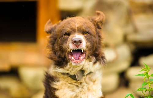 Dog Bite Injuries | Richard Polsky, PhD | Dog Expert